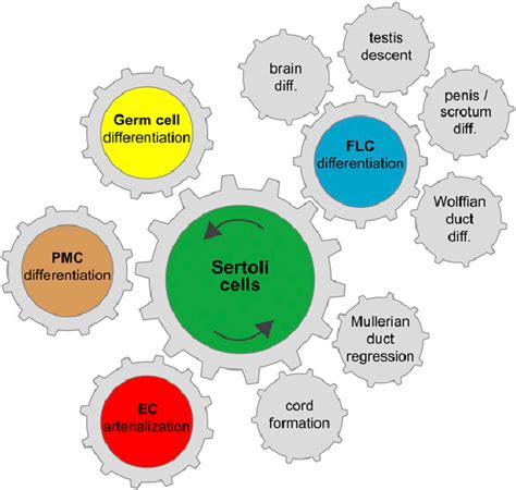 Sertoli Cells As The Organizing Center Of Testis Differentiation Download Scientific Diagram