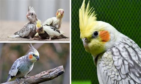 How To Get A Pearl Cockatiel Breeding Guide For Beginners In 2025
