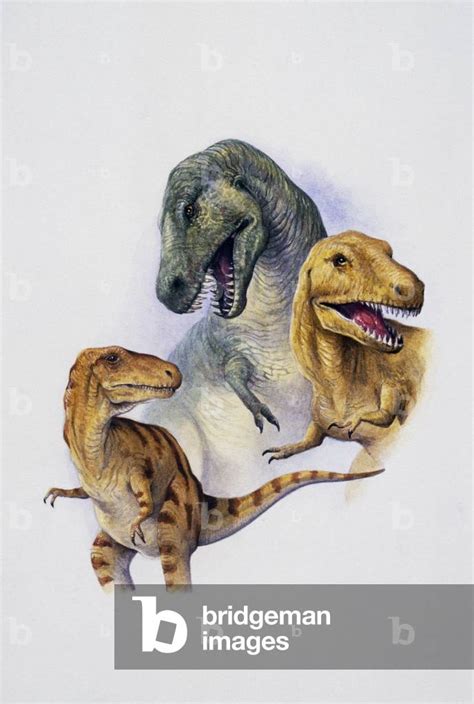Image Of Top To Bottom T Rex Tyrannosaurus Rex Albertosaurus