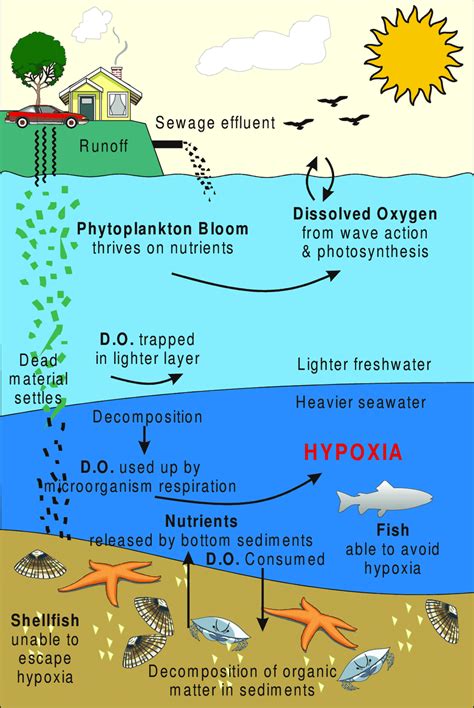 The Role Of Dissolved Oxygen And Temperature In River Ecosystems Genspark