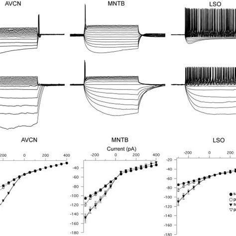 Voltage Responses To Depolarizing And Hyperpolarizing 200 Ms Current