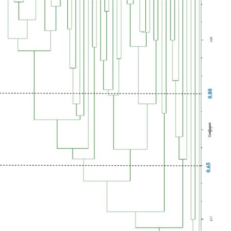Classification Of Genotypes Based On Dendrogram Download Scientific