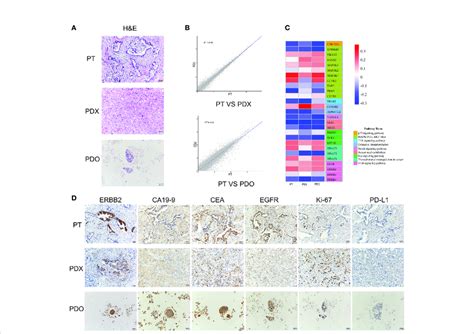 A Hande Staining Of The Pt Pdo And Pdx Samples Scale Bars 50 Mm Download Scientific