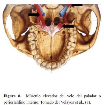 Anatomía Del Paladar Evaluación Anatómica Del Paladar Blando