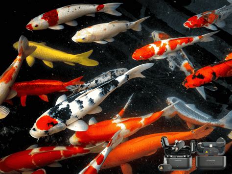 Fish Disease Treatments And Best Wireless Mics For Vlogging