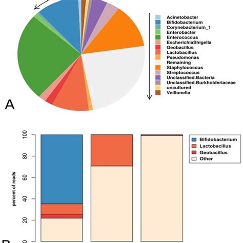 Main Bacterial Signatures In The Premature Infants Gut A Pie Chart Download Scientific