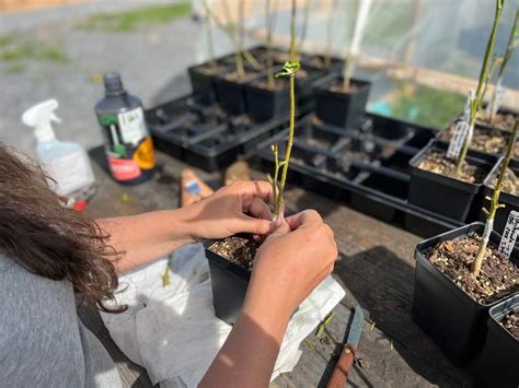 Beginners Grafting Class With Leanne Sweetbay Brewing Company