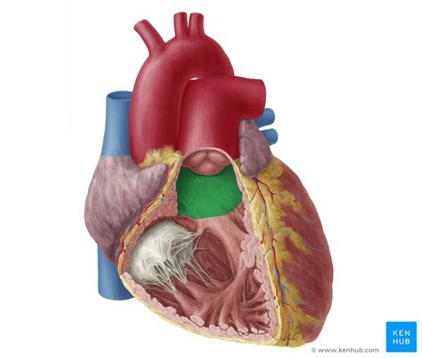 Ventricles Of The Heart Anatomy And Clinical Aspects Kenhub