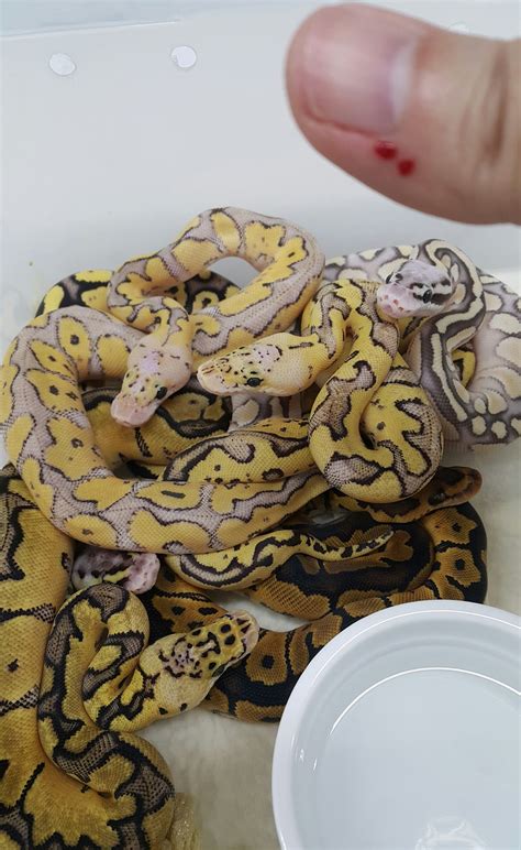 Late Night Snack Thats One Strange Ball Pythons Asia Late Night Snack Thats One Strange Ball Pythons Asia