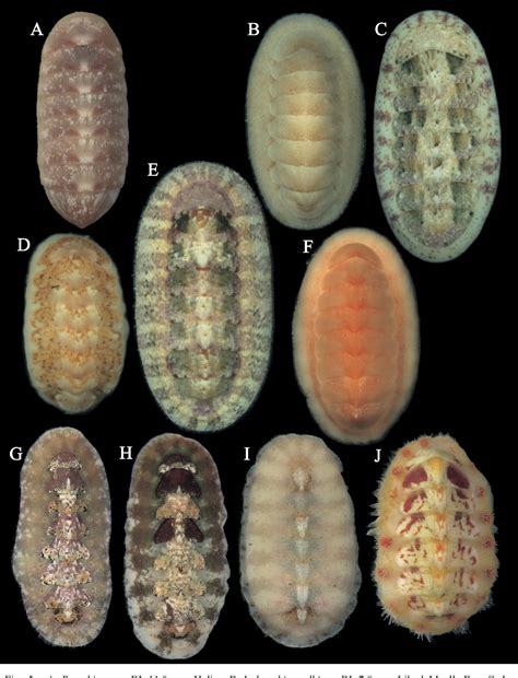 Figure 5 From Shallow Water Chitons Mollusca Polyplacophora From