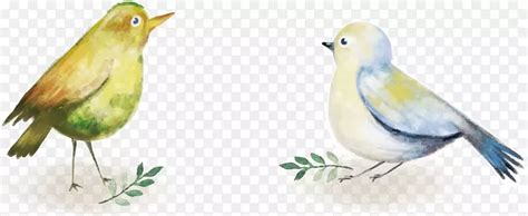 矢量画眉鸟素材png图片素材下载图片编号qezwnkwy 免抠素材网