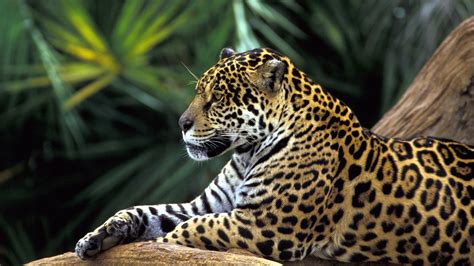 Jaguar In Amazon Rainforest 4k Hd Wallpaper Rare Gallery
