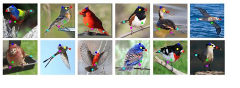 Typical Localization Results On Cub 200 2011 Test Set We Show 6 Of The Download Scientific