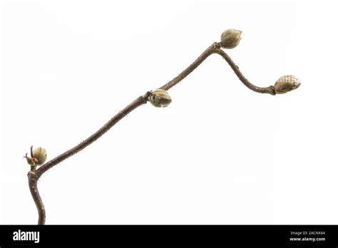 Hazel Garden Cut Out Stock Images And Pictures Alamy