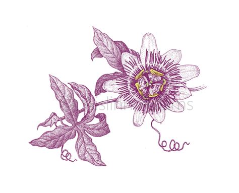 Passion Flower Drawing At Explore Collection Of Passion Flower Drawing