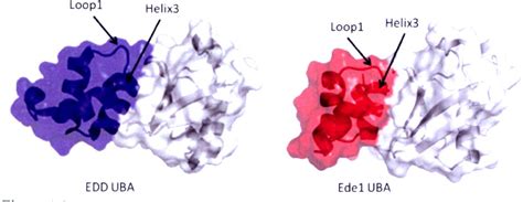 Figure 1 1 From Ubiquitin Binding By The P62 Uba Domain Semantic Scholar