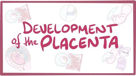 Placenta Anatomy Physiologypptx