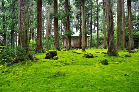 苔寺として知られる福井県勝山市「平泉寺白山神社」の動画、神秘的な佇まいは聖域そのもの！美しき青苔の見頃や魅力とは？ 自然｜クールジャパンビデオ｜日本の観光・旅行・グルメ・面白情報をまとめた