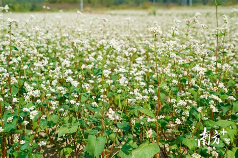 打卡！韶关翁源周陂镇300余亩荞麦花开腾讯新闻