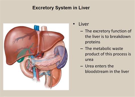 Liver Function Excretory System At Elaine Hudson Blog