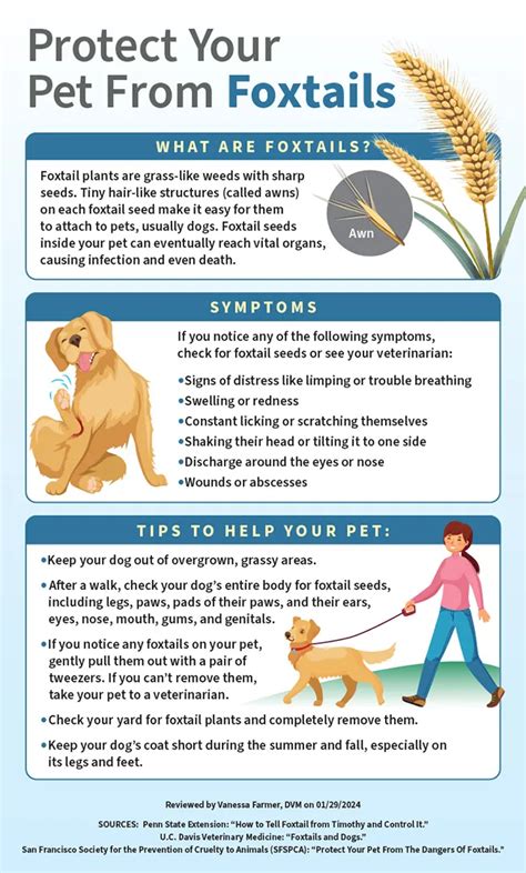 Foxtails Why Theyre Dangerous For Dogs