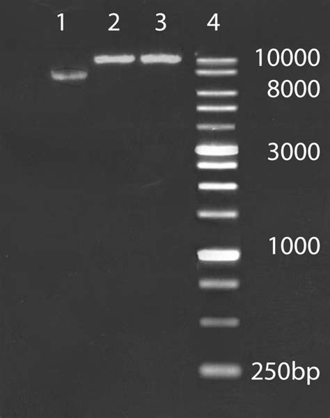 Construction Of Yeast Recombinant Expression Vector Containing Human