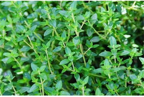 Italian Thyme Faustini Herbs And Plants Drinagh Garden Centre