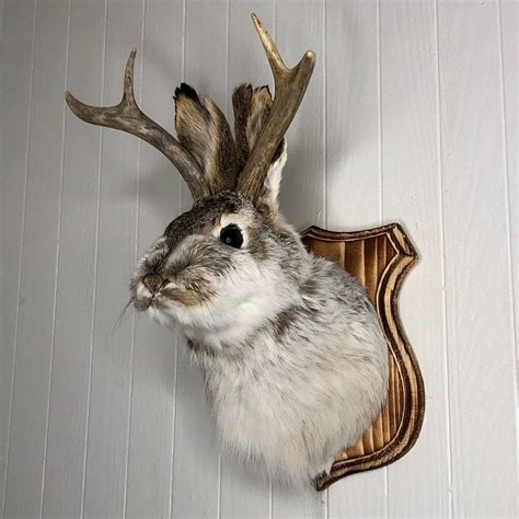 Taxidermy Jackalope On Traditional Wood Plaque Etsy Jackalope