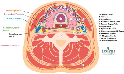 19 Fascial Planes Muscles And Triangles Simplemed Learning