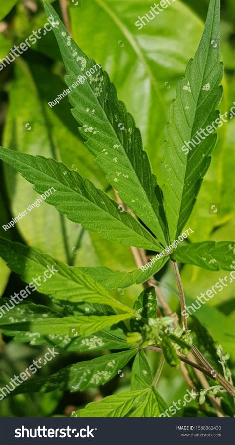 12 Cannabis Thrip Damage Royalty Free Photos And Stock Images