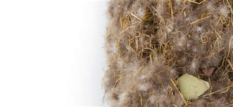 Why Eiderdown Icelandic Down