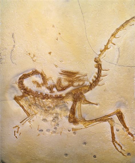 All About Compsognathus