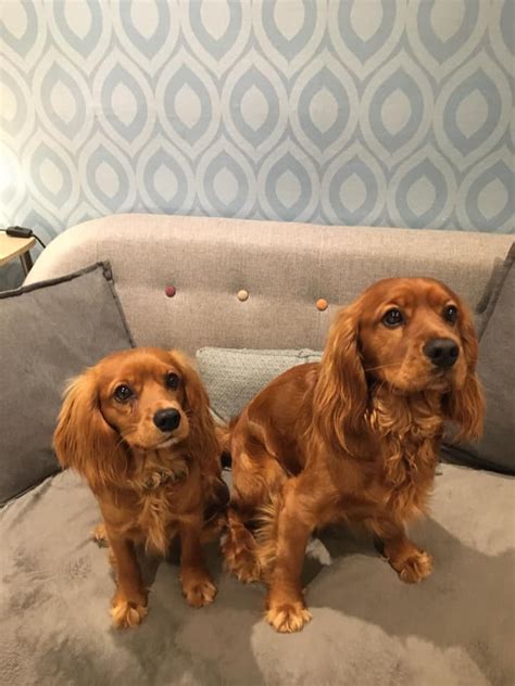 Red Cocker Spaniel Buying Options In 2024 Cocker Spaniel Journal