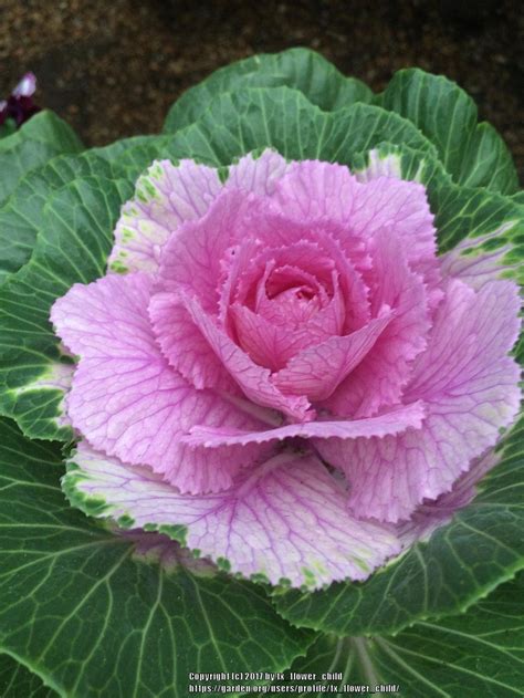Brassicas Plant Care And Collection Of Varieties