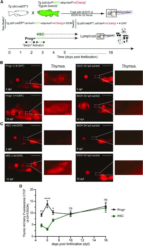 Thymic T Cell Contribution By Embryonic Progenitors And Hscs Is