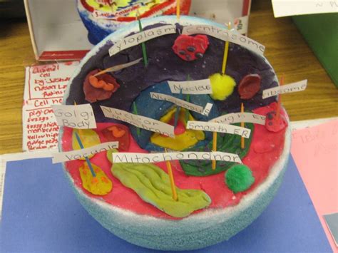 Animal Cell Membrane Project