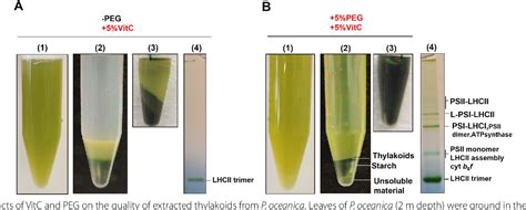 figure 3 from an eﬀicient protocol for extracting thylakoid membranes