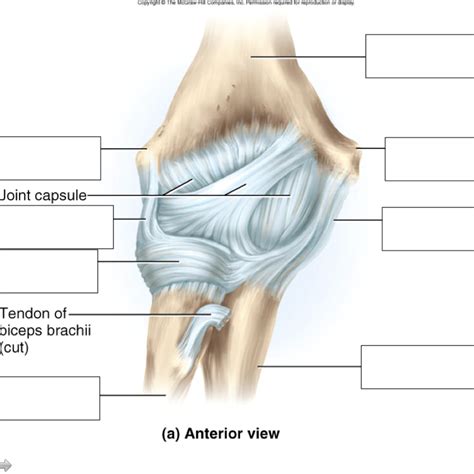 Elbow Joint Anterior Diagram Quizlet