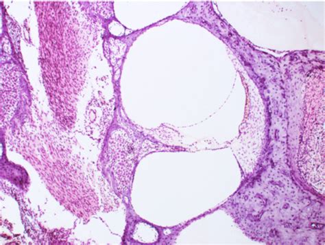 Histology Lab Practical 2 Flashcards Quizlet