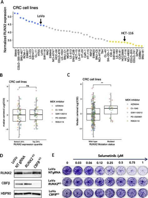 Runx2 Cbfb Modulates The Response To Mek Inhibitors Through Activation Of Receptor Tyrosine