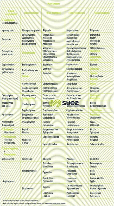 Plant Taxonomy Classification