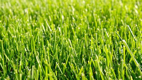 Close Up Green Grass Natural Greenery Texture Of Lawn Garden Blades