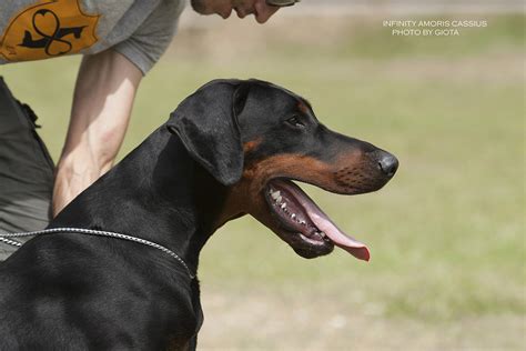 Cassius Infinity Amoris