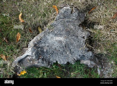 Cutting Down Tree In The Forest Texture Background Of Stump Stump On Green Grass In The Garden