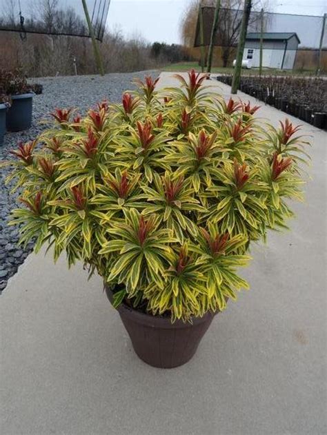 Euphorbia X Martinii Ascot Rainbow Spurge Dobbies Ascot Rainbow