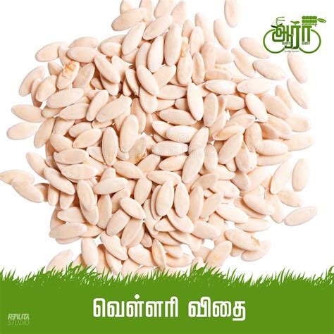 Grocery Nxt Best Online Grocery Shopping In India