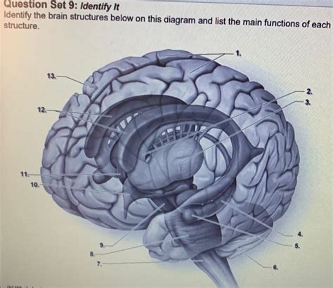 Question Set Identify It Identify The Brain Chegg