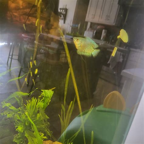 Trying To Figure Out The Sex Of My Gouramis Raquariums