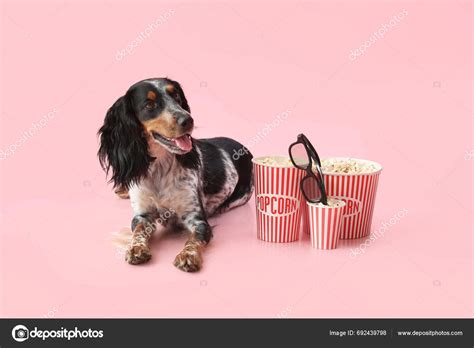 Cute Cocker Spaniel Dog Buckets Popcorn Cinema Glasses Lying Pink