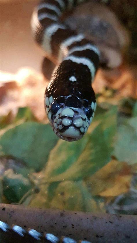 King Snake Big Bear Zoo